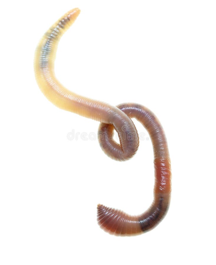 Gusano sobre fondo blanco foto de archivo. Imagen de animal - 201854654