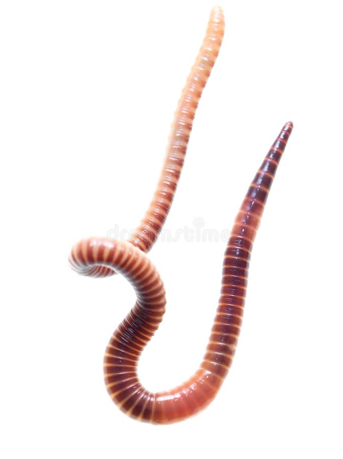 Gusano sobre fondo blanco imagen de archivo. Imagen de travieso - 201854661