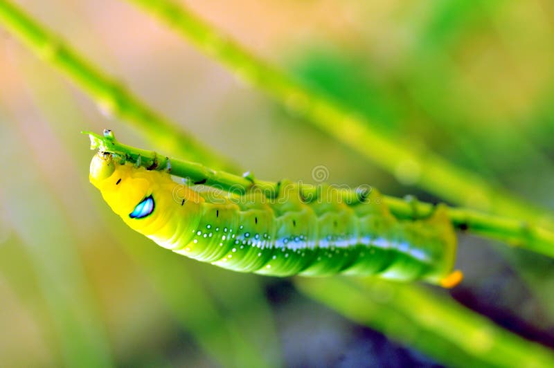 918 Gusano Gordo Fotos - Libres de Derechos y Gratuitas de Dreamstime