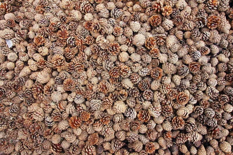 Guscio Della Frutta Del Pino Immagine Stock - Immagine di guscio ...