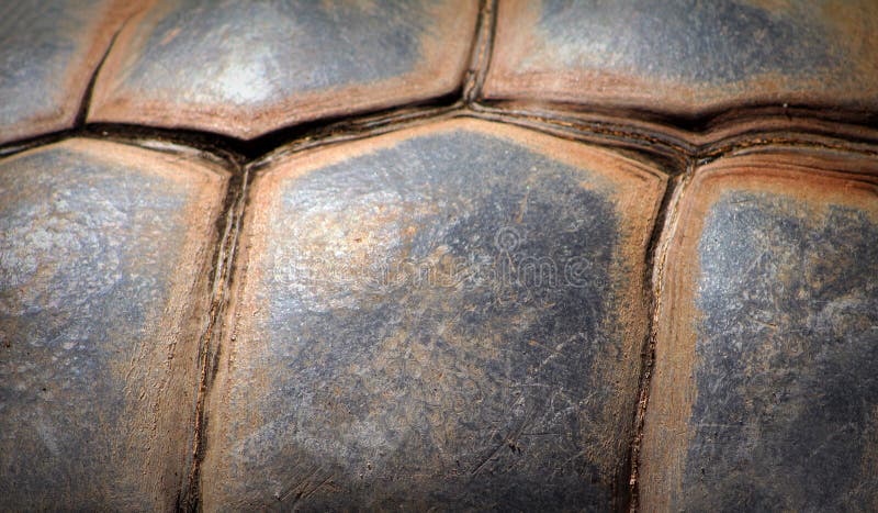 Guscio Di Testuggine Gigante Fotografia Stock - Immagine di macro ...