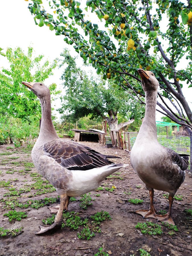 Guse bird in garden stock photo. Image of mallard, garden - 176566532