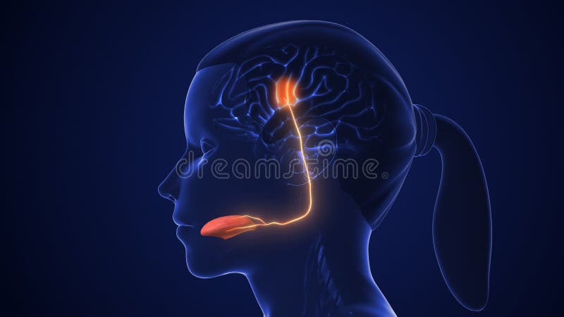 Gustatory Neural Network for Taste Detection Stock Illustration ...