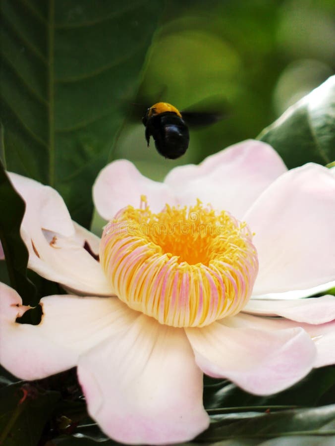 Gustavia stock photo. Image of color, insect, asia, flower - 67891268