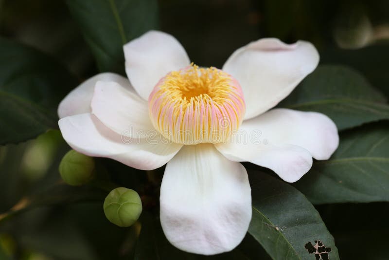 Gustavia gracillima stock image. Image of gracillima - 43075097