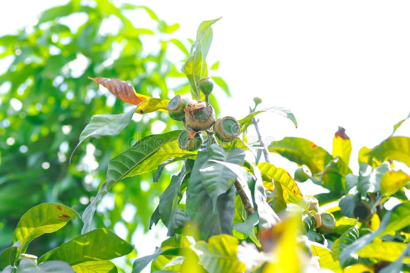 Gustavia Gracillima Miers Lecythidaceae Stock Photos - Free & Royalty ...