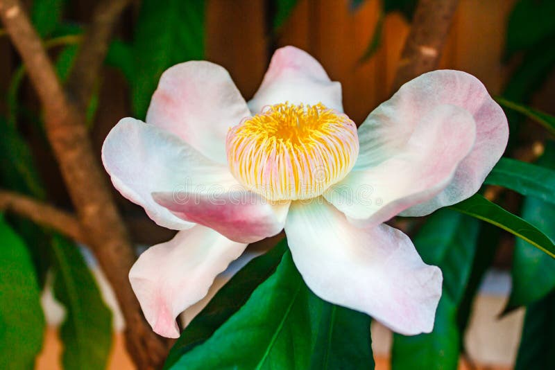Gustavia Gracillima, White Gustavia, White Flower. Stock Image - Image ...