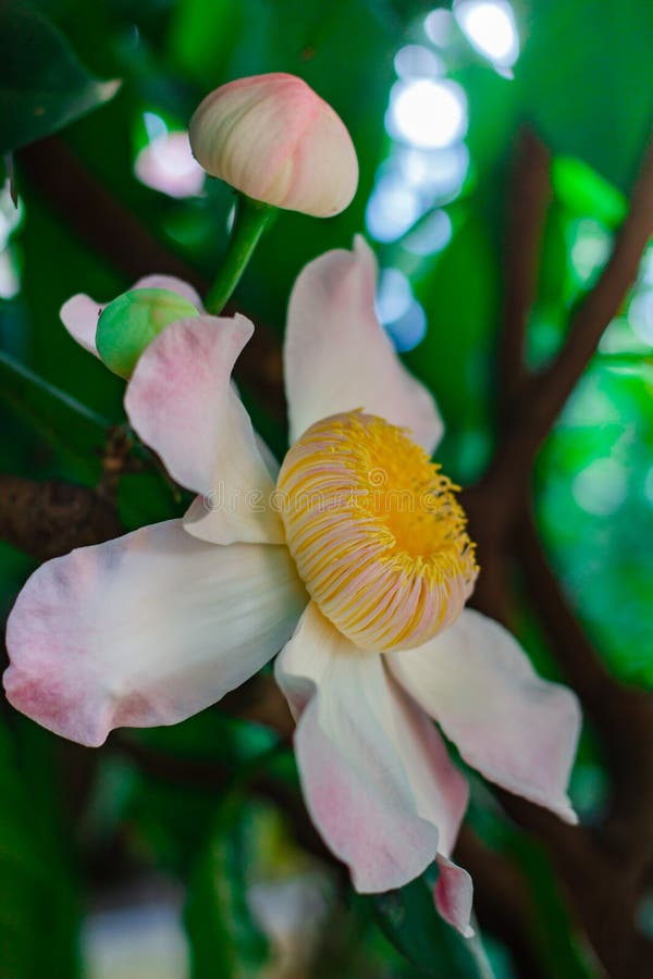 Gustavia Gracillima, White Gustavia, White Lotus Flower. Stock Image ...