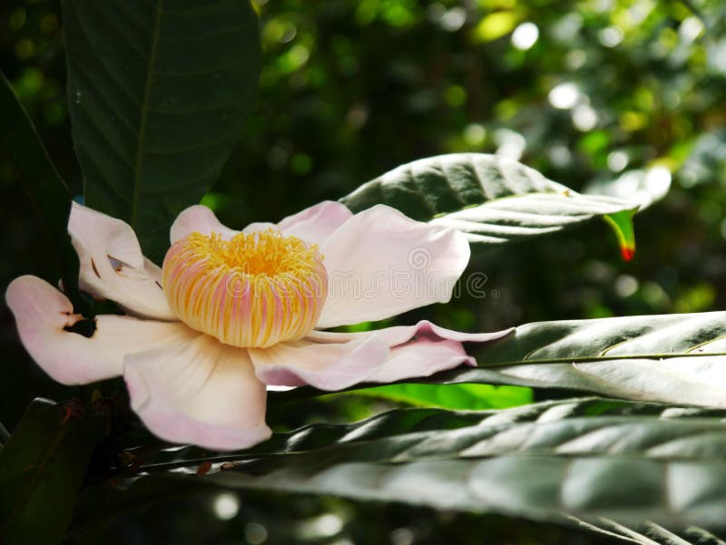 Gustavia stock image. Image of bulb, nature, antifungal - 67891241