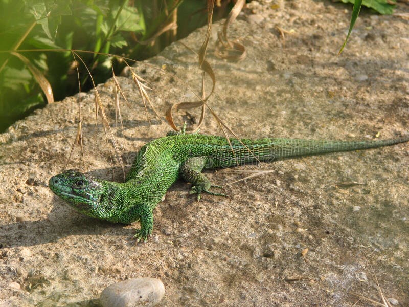 Guster lizard stock photo. Image of closeup, close, head - 47309926