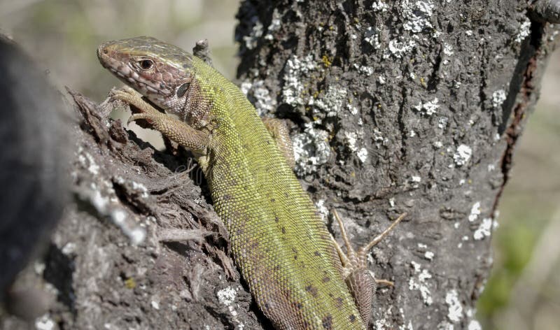 Guster lizard stock photo. Image of gently, dinosaur - 30851262