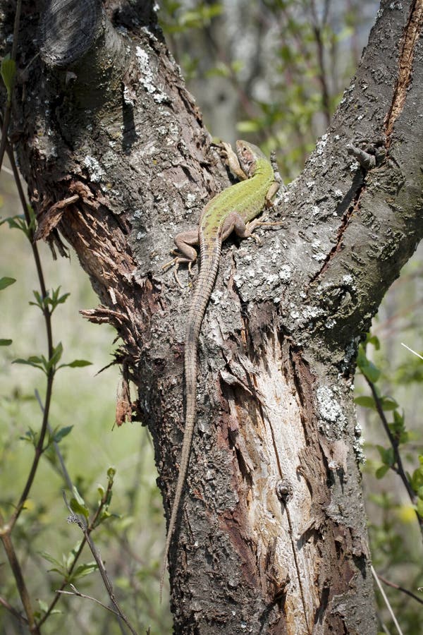 Guster lizard stock photo. Image of gently, dinosaur - 30851262