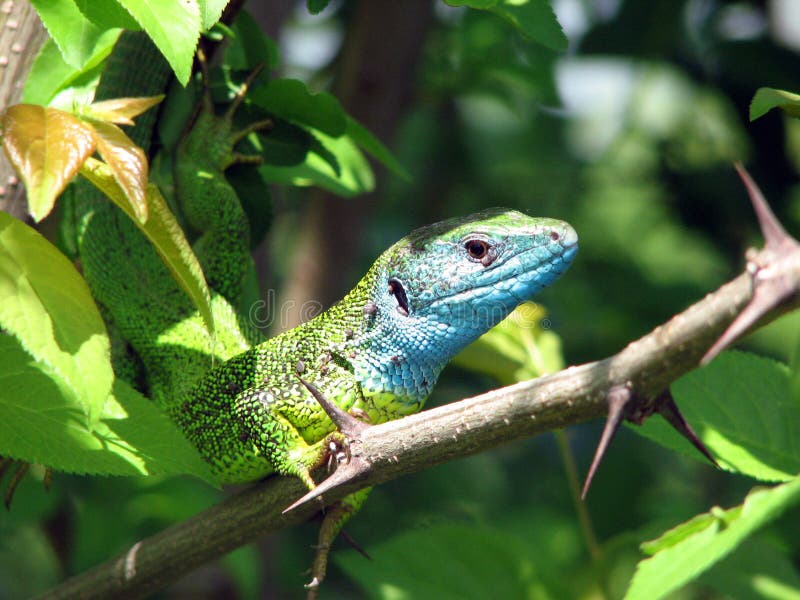 Guster lizard stock image. Image of guster, blue, colorful - 33210639