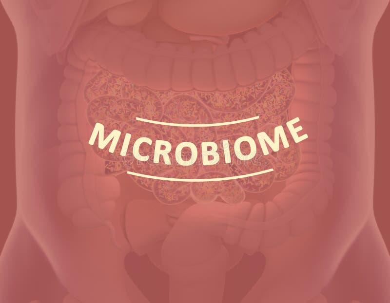 Gut Bacteria , Gut Flora, Microbiome. Bacteria Inside the Small ...