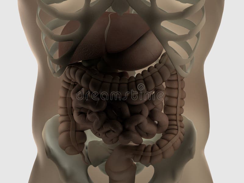 Gut Bacteria, Microbiome. Bacteria Inside the Large Intestine, Concept ...