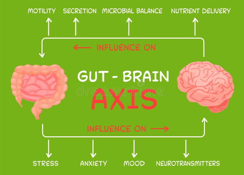 Gut - Brain AXIS Landscape Poster. Useful Infographic Stock Vector ... Gut - Brain AXIS Landscape Poster. Useful Infographic Stock Vector ...