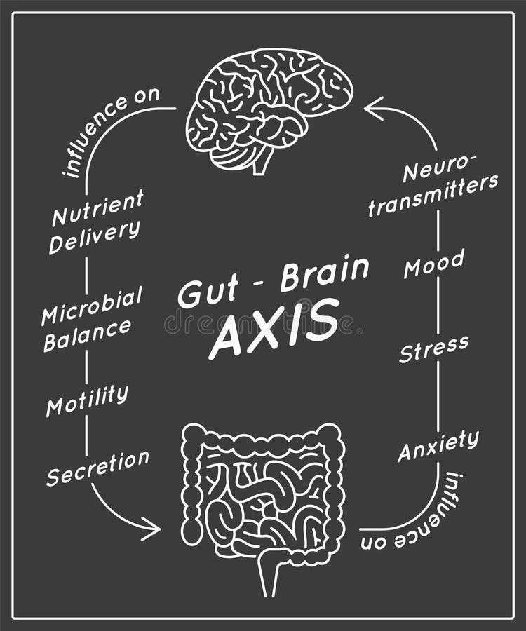 Gut - Brain AXIS Vertical Poster. Medical Infographic Stock Vector ... Gut - Brain AXIS Vertical Poster. Medical Infographic Stock Vector ...