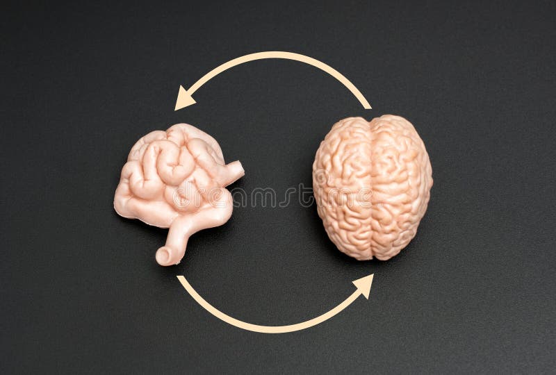 Gut-Brain Connection Diagram with Circular Arrows on Dark Background ...