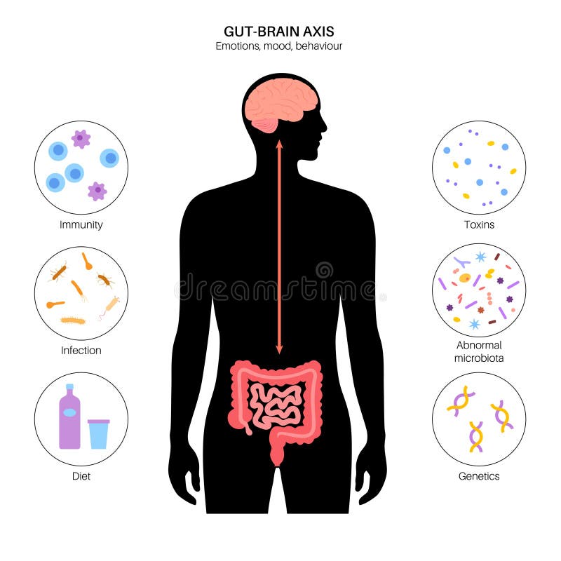 Gut brain connection stock vector. Illustration of bacteria - 244934351 Gut brain connection stock vector. Illustration of bacteria - 244934351