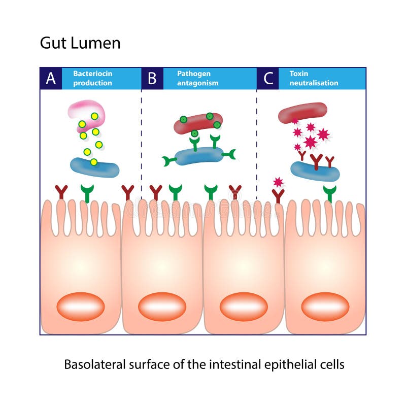 Intestinal epithelial cell stock illustration. Illustration of ...