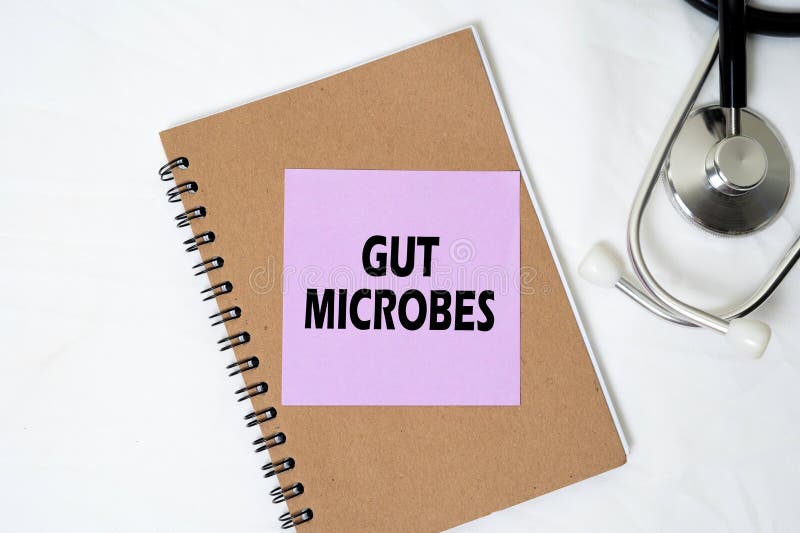 Gut Microbes stock photo. Image of flora, design, food - 388874408