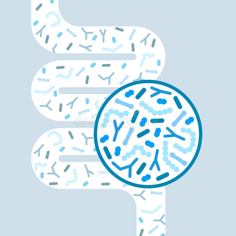 Gut Microbiome Concept Human Intestine Microbiota With Healthy