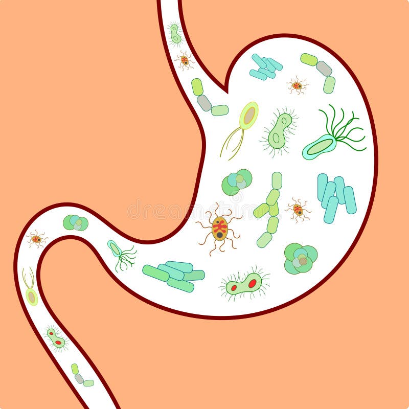 Gut microbiome stock illustration. Illustration of microbial - 68744630