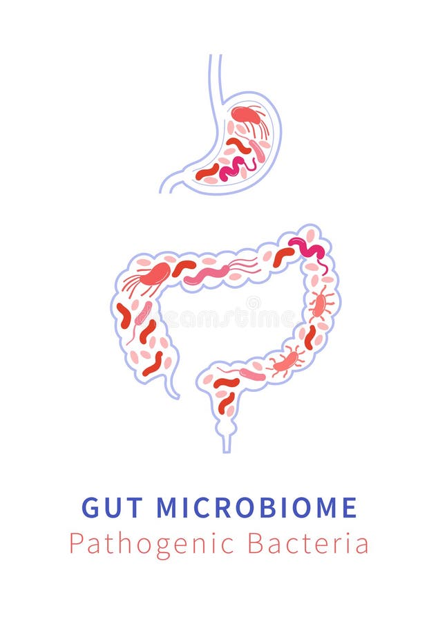 Gut Microbiome and Pathogenic Bacteria. Pathogen Bacteria and Digestive ...