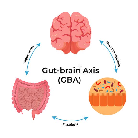 GutBrain Axis: a Visual Guide Stock Vector - Illustration of text ...