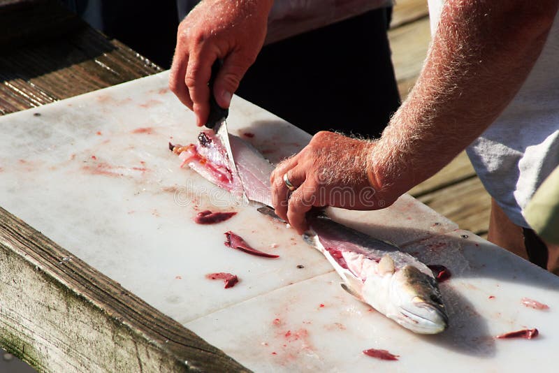 Guts stock photo. Image of food, arms, fresh, knife, fishing - 20415710