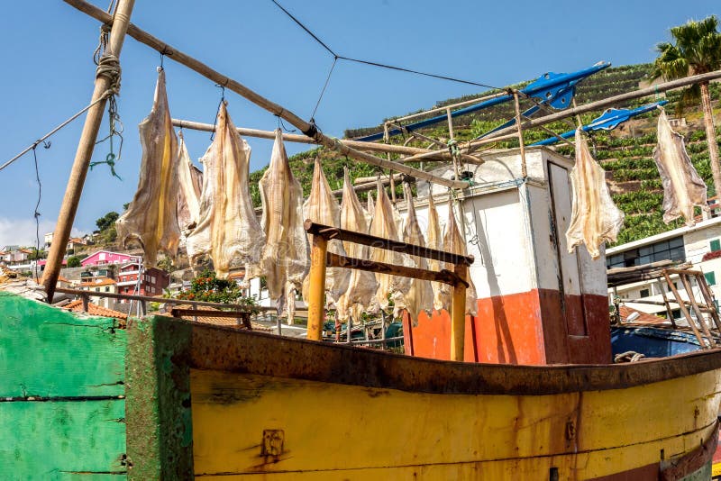 Drying catfish stock photo. Image of madeira, sunshine - 102082448