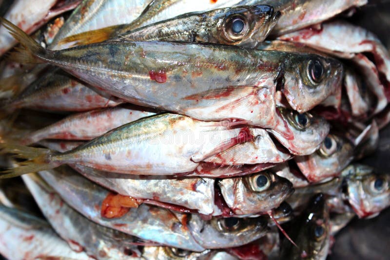 Gutted Mackerel stock image. Image of body, horizontal - 59605243