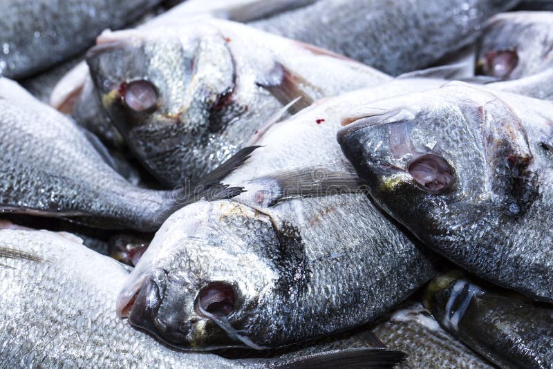 Gutted sea fish stock image. Image of catch, food, healthy - 29195381
