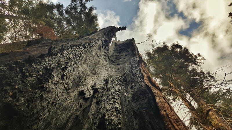 Gutted sequoia tree stock image. Image of america, forest - 121065505