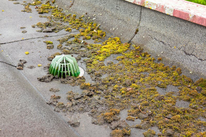 Moss Guttering Stock Photos - Free & Royalty-Free Stock Photos from ...