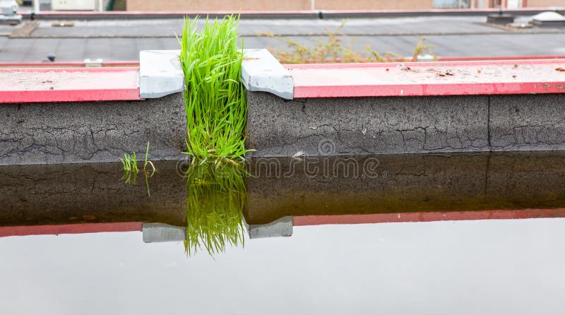 In the Gutter There is Grass and Water Stock Image - Image of closeup ...