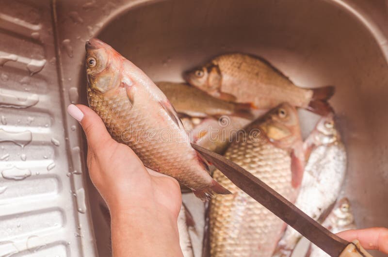 Fresh Fish Lie in the Sink before Gutting and Cleaning Stock Image ...