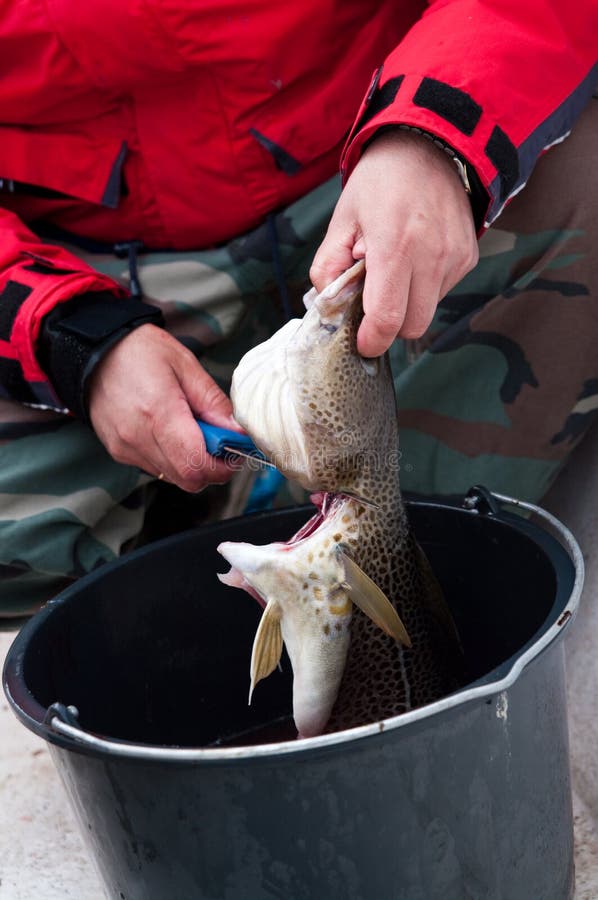 Fisherman and fish hooked stock image. Image of outline - 6146887