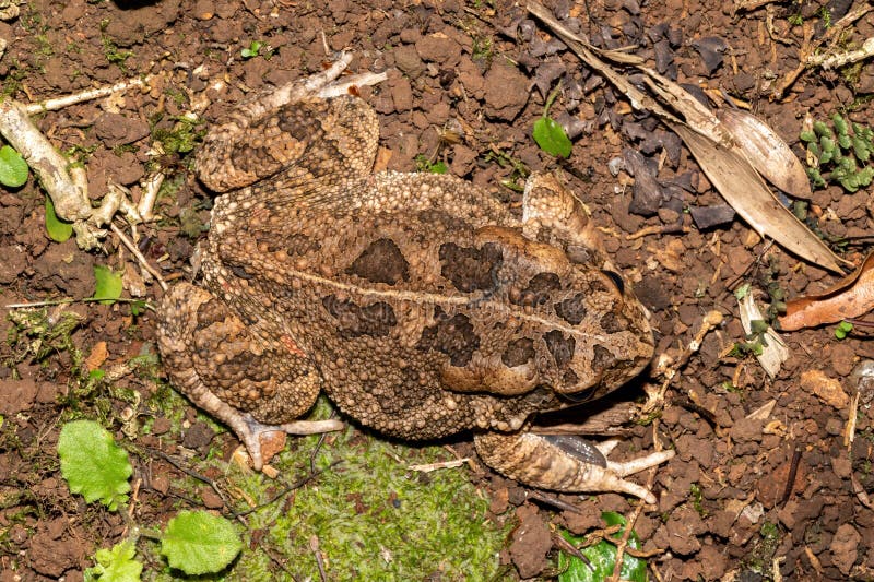 Guttural Toad (Sclerophrys Gutturalis), Also Known As a African Common ...