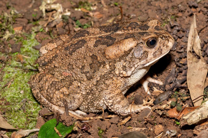 Guttural Toad (Sclerophrys Gutturalis), Also Known As a African Common ...