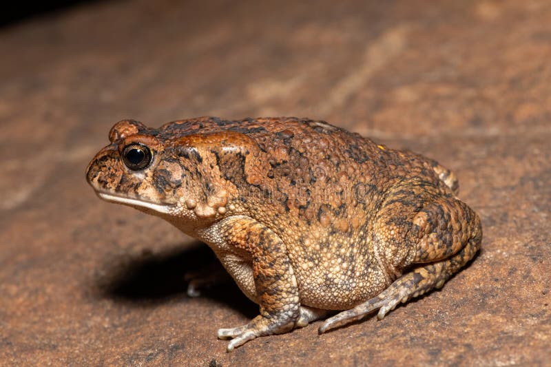 Guttural Toad (Sclerophrys Gutturalis), Also Known As a African Common ...