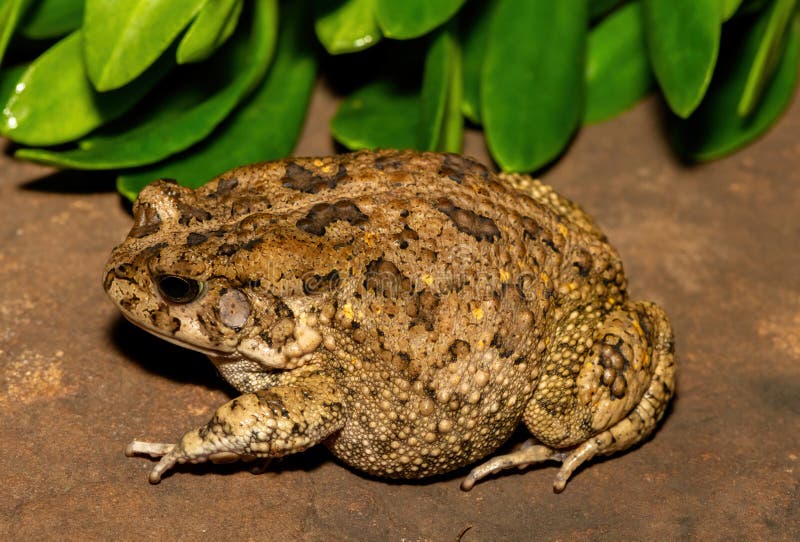 Guttural Toad (Sclerophrys Gutturalis), Also Known As a African Common ...
