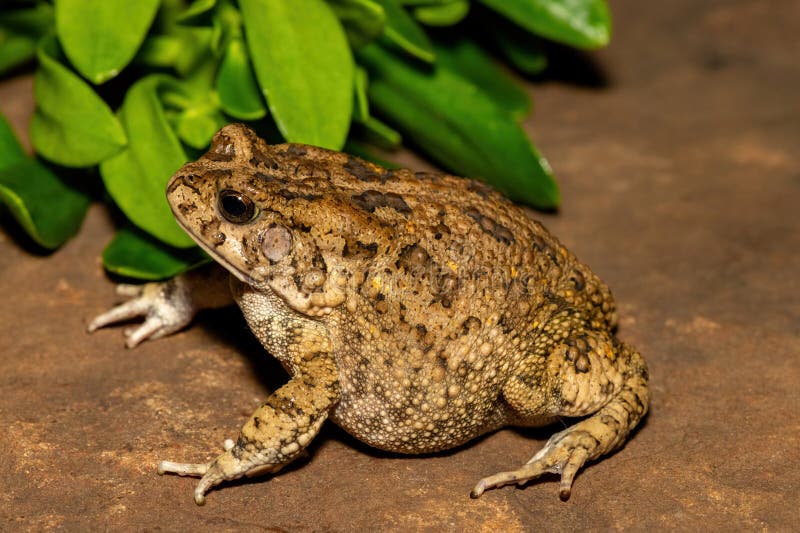 Guttural Toad (Sclerophrys Gutturalis), Also Known As a African Common ...