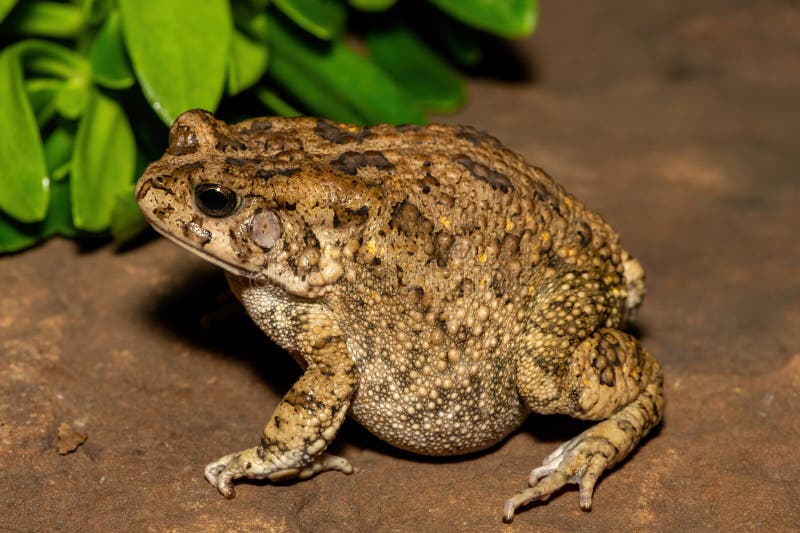 Guttural Toad (Sclerophrys Gutturalis), Also Known As a African Common ...