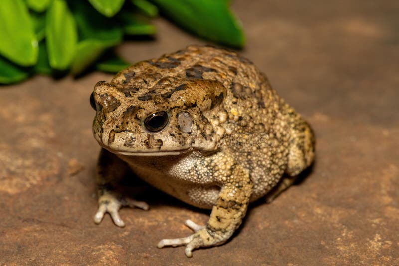 Guttural Toad (Sclerophrys Gutturalis), Also Known As a African Common ...