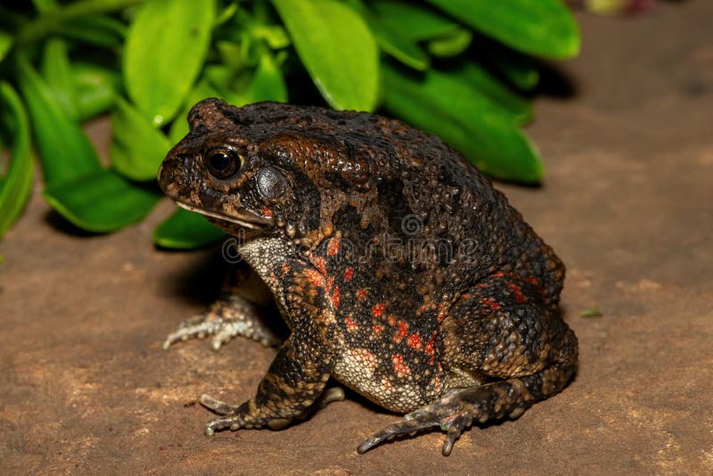 Guttural Toad (Sclerophrys Gutturalis), Also Known As a African Common ...