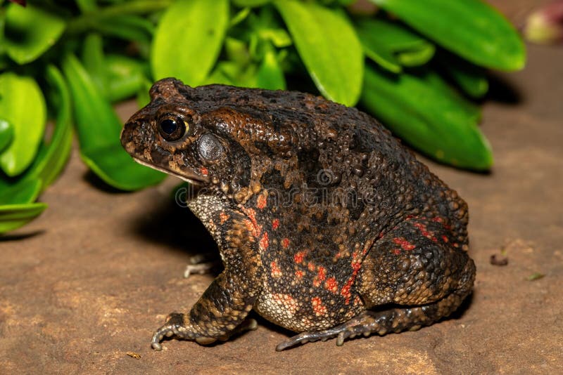 Guttural Toad (Sclerophrys Gutturalis), Also Known As a African Common ...