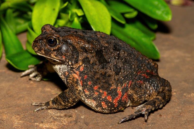 Guttural Toad (Sclerophrys Gutturalis), Also Known As a African Common ...