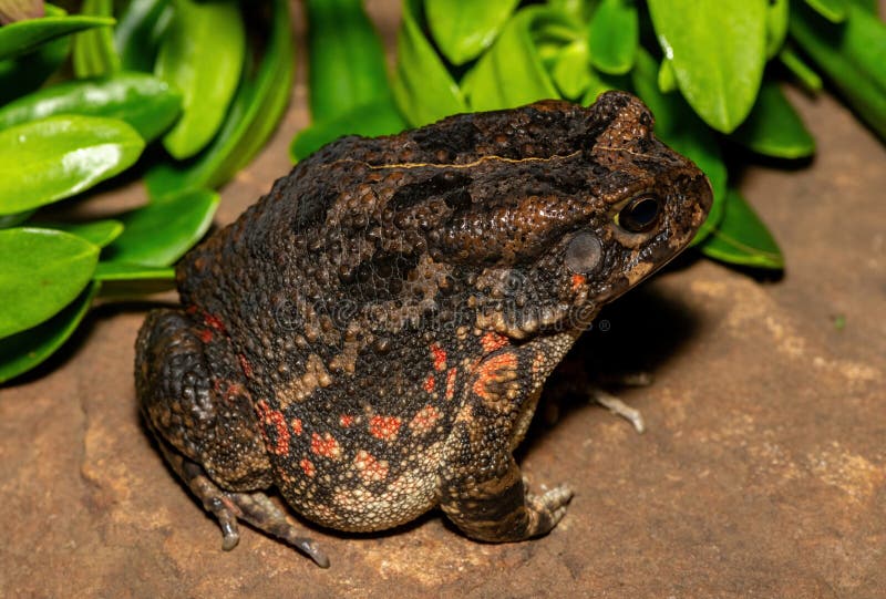 Guttural Toad (Sclerophrys Gutturalis), Also Known As a African Common ...