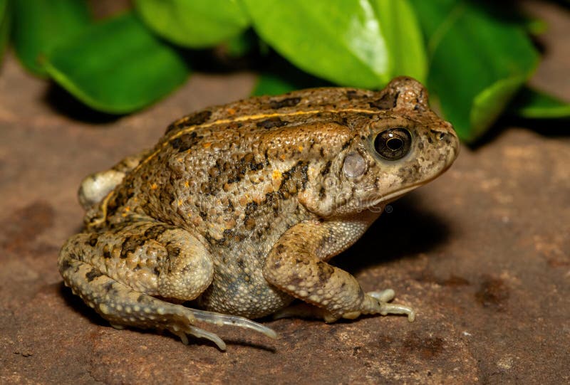 Guttural Toad (Sclerophrys Gutturalis), Also Known As a African Common ...